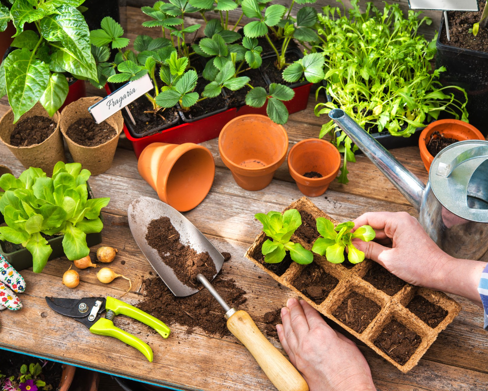 Boho Blue – Haikubox