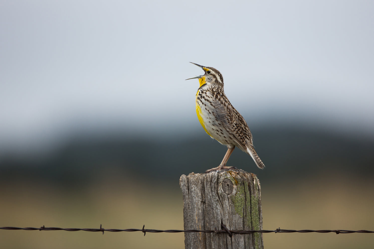 Haikubox | Bird Call Identifier & Bird Song Recognition