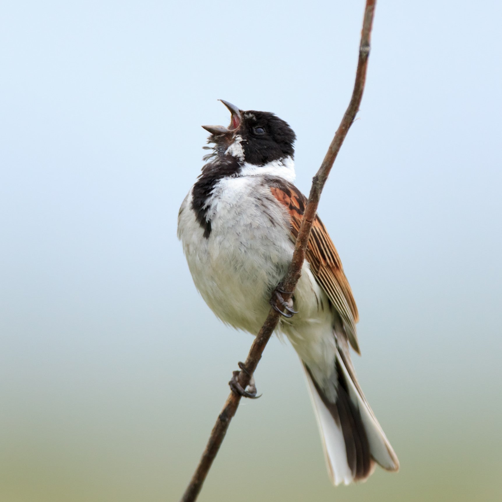 Haikubox | Bird Call Identifier & Bird Song Recognition